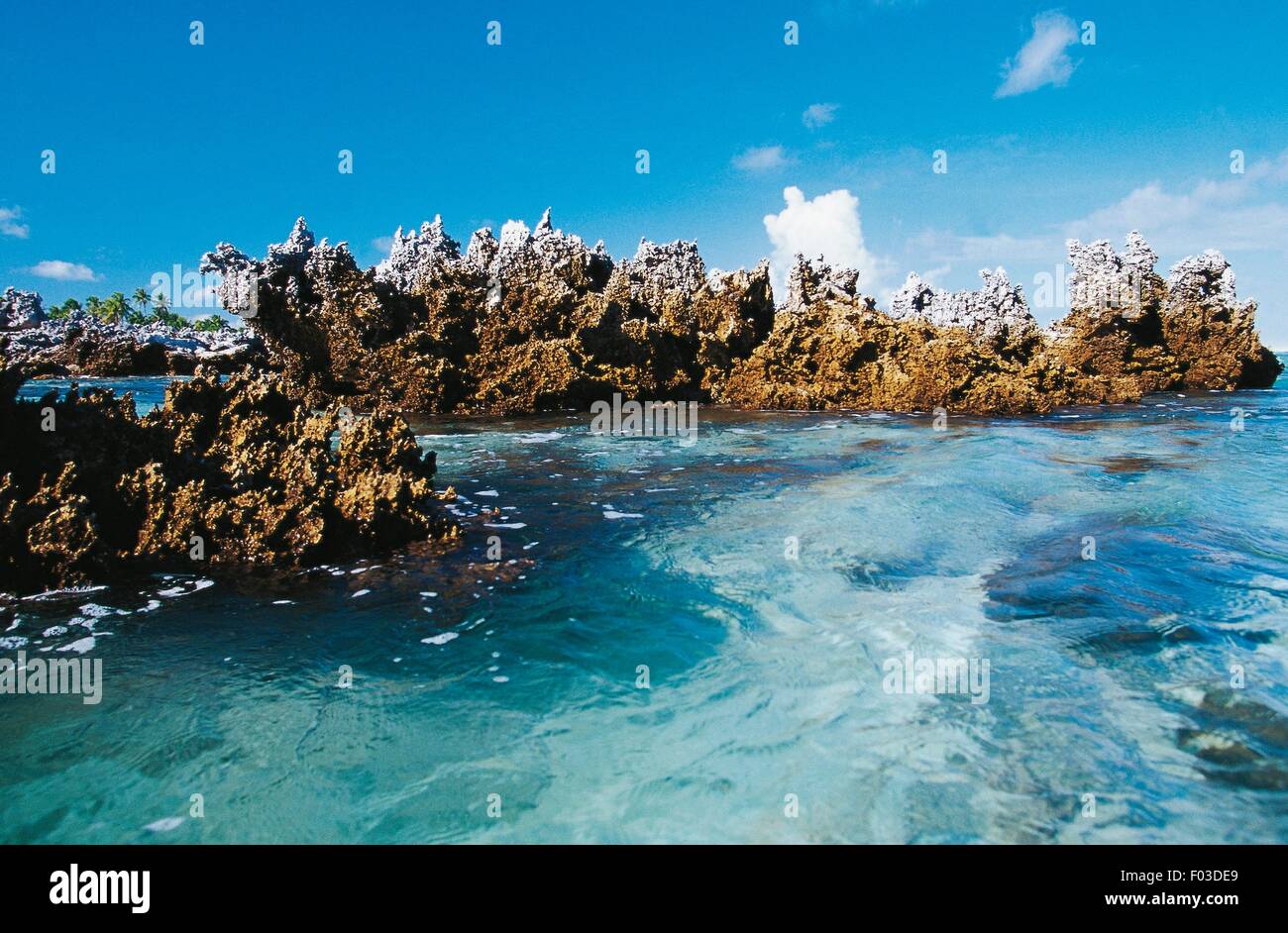 Coral Rangiroa Formation RANGIROA : A DAY AT REEF ISLAND | Tahiti