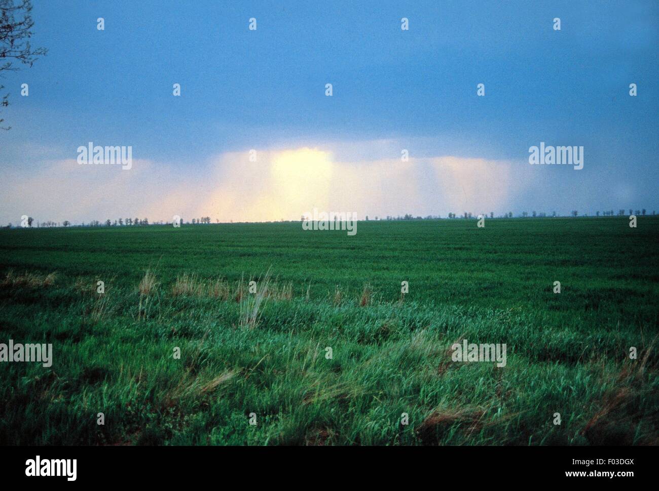 Rain on a grassy clearing, with burst of light through the clouds in ...