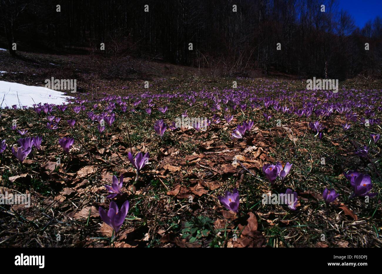 Flowering crocuses (Crocus sp), Vincenzo plateau, Orsomarso mountains ...