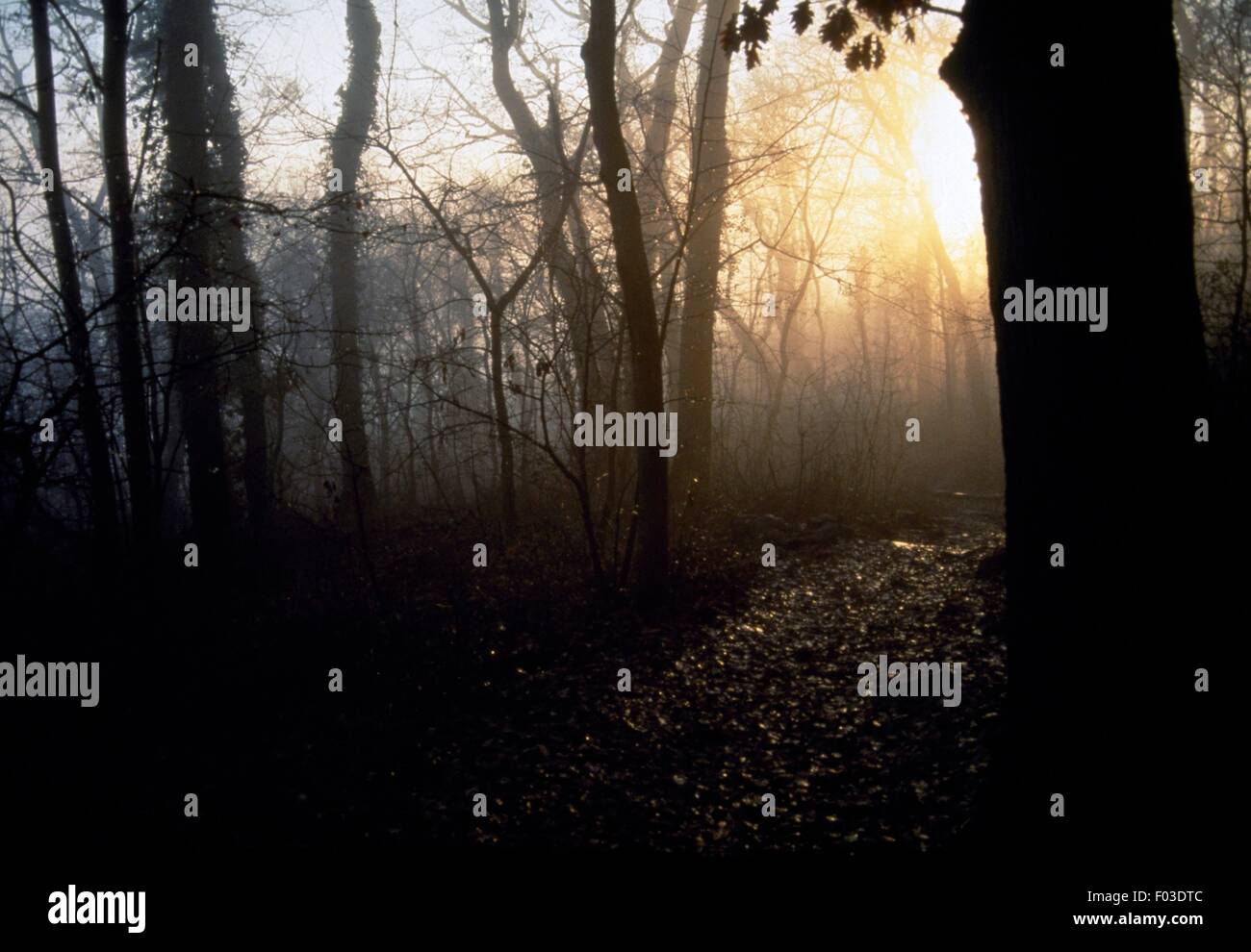 Sunset inside a wood Stock Photo - Alamy