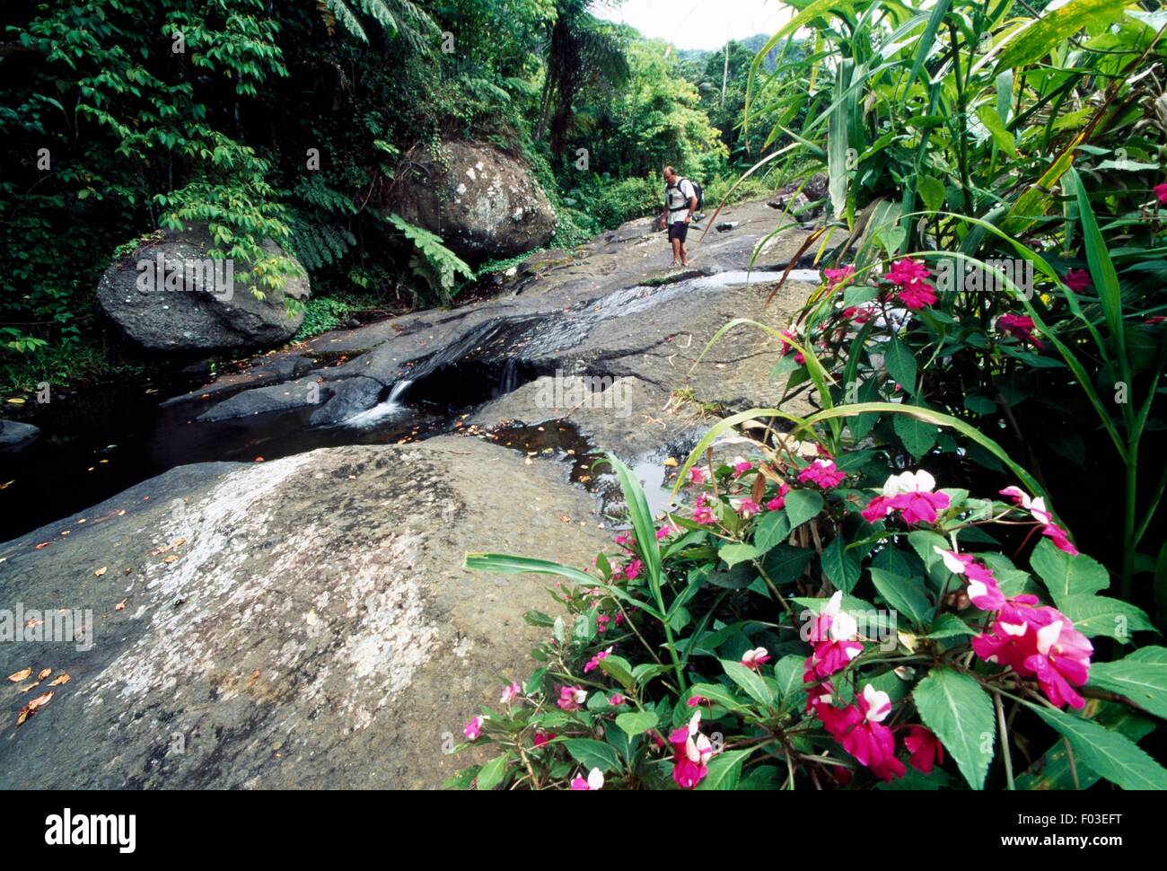 Volcanic rocks in a subtropical forest, Koroyanitu National Heritage ...