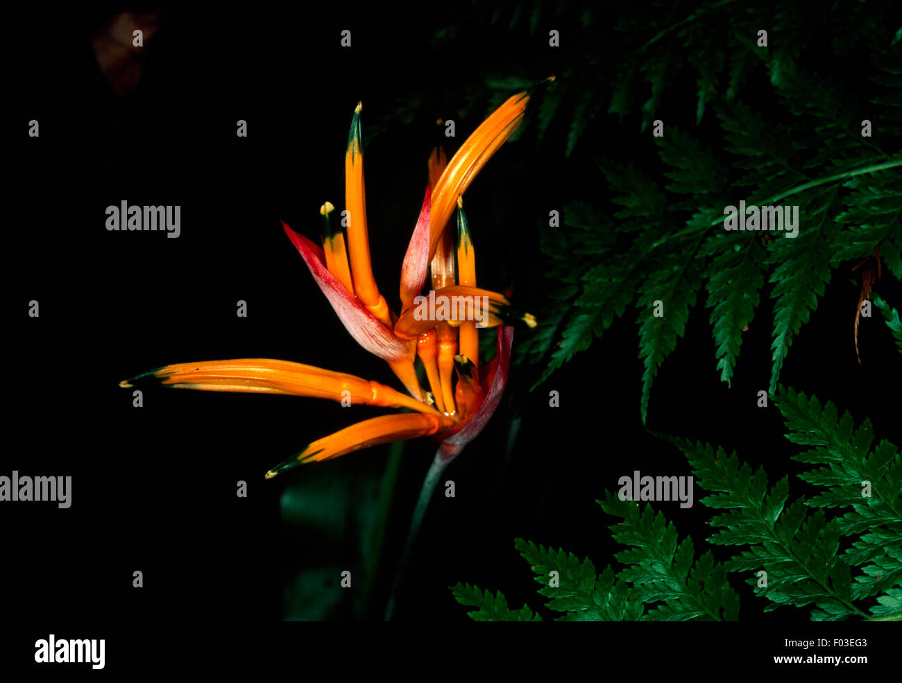 Colo i suva national park hi-res stock photography and images - Alamy