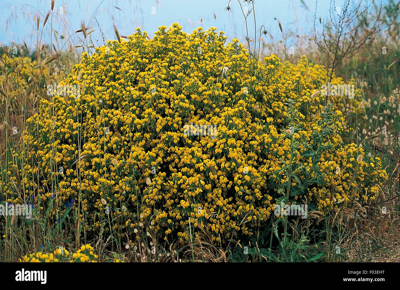 Spiny restharrow (Ononis spinosa), Natural Reserve of Biviere di Gela ...