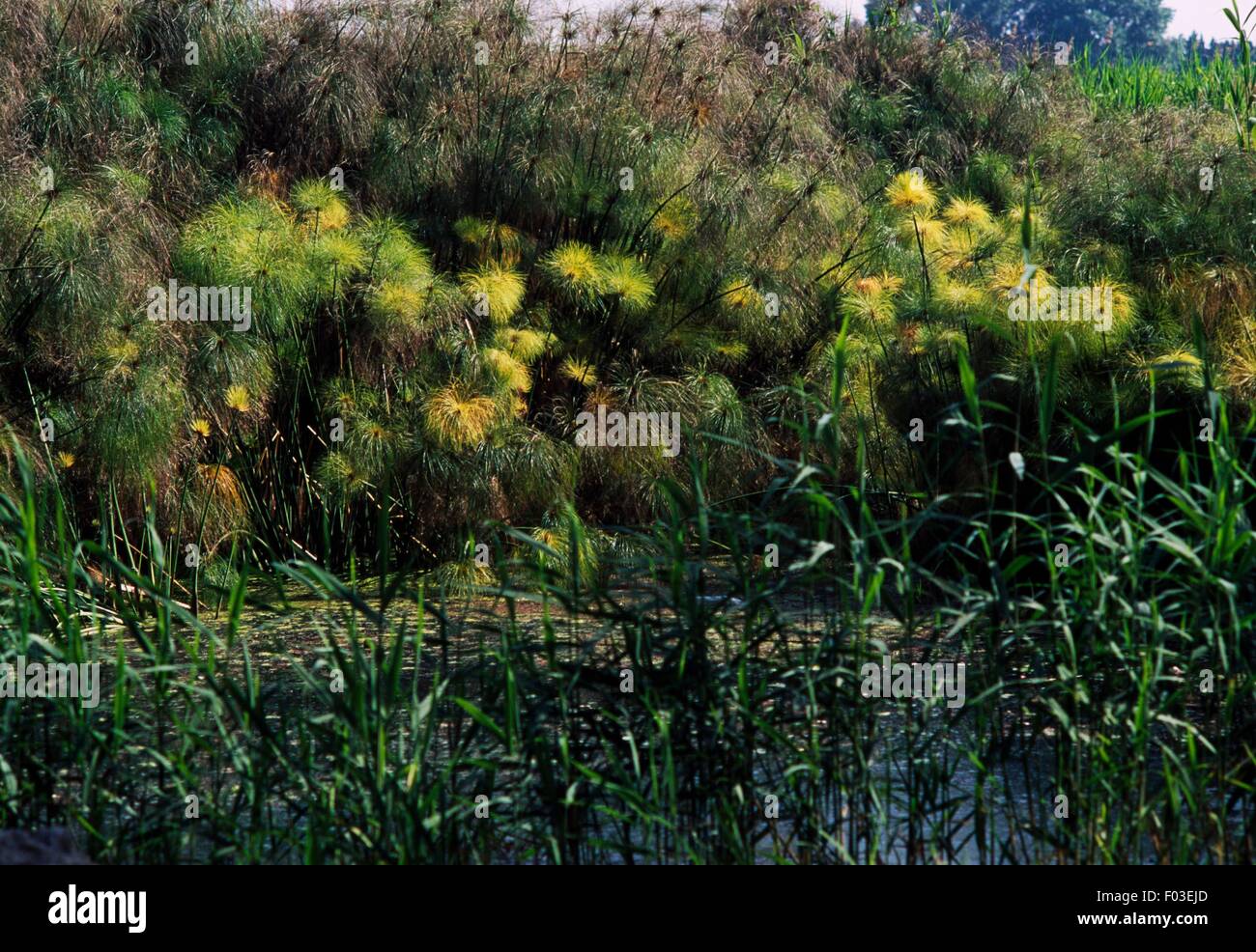 Papyrus sedge (Cyperus papyrus), Coane River and Siracusa Salt flats ...