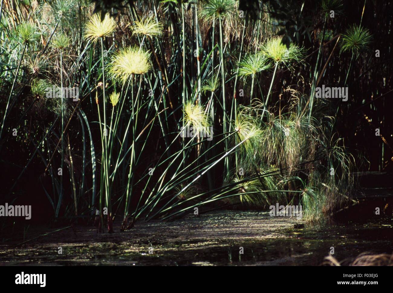 Papyrus sedge (Cyperus papyrus), Coane River and Siracusa Salt flats ...