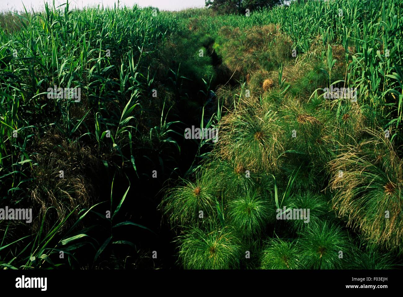 Papyrus sedge (Cyperus papyrus), Coane River and Siracusa Salt flats ...