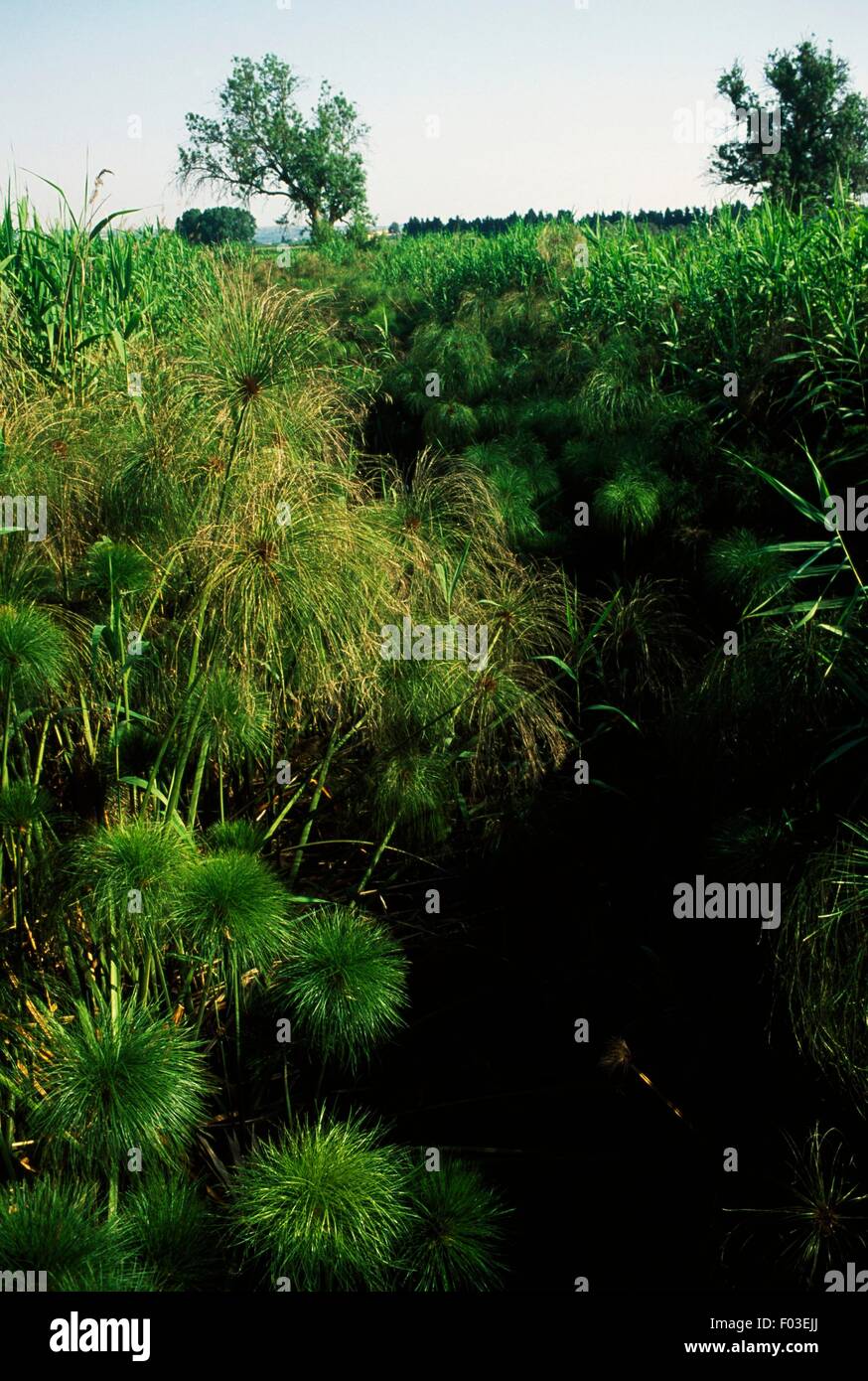 Papyrus sedge (Cyperus papyrus), Coane River and Siracusa Salt flats ...