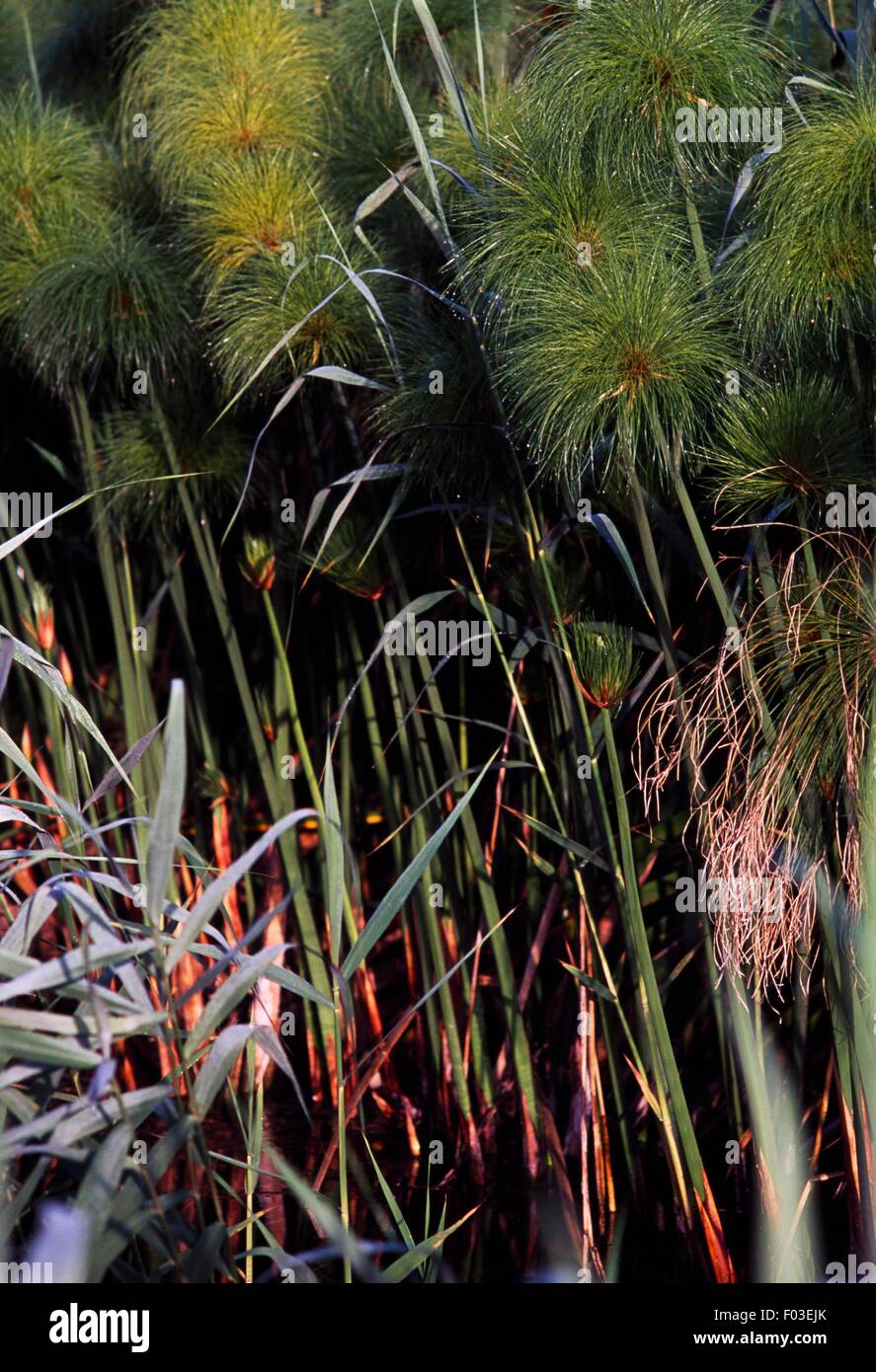 Papyrus sedge (Cyperus papyrus), Coane River and Siracusa Salt flats ...
