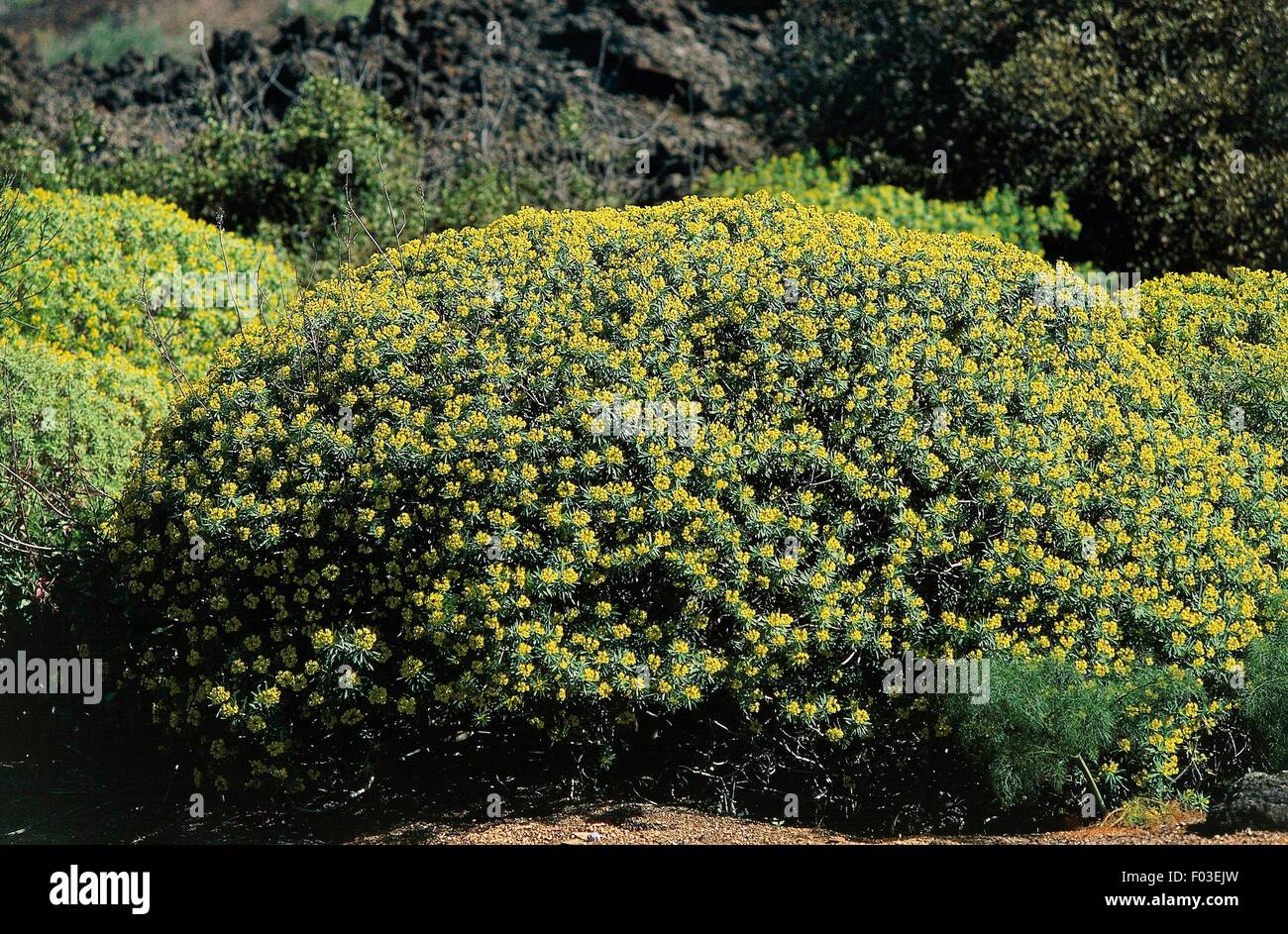 Tree Spurge (Euphorbia dendroides), Etna Park, Sicily Stock Photo - Alamy