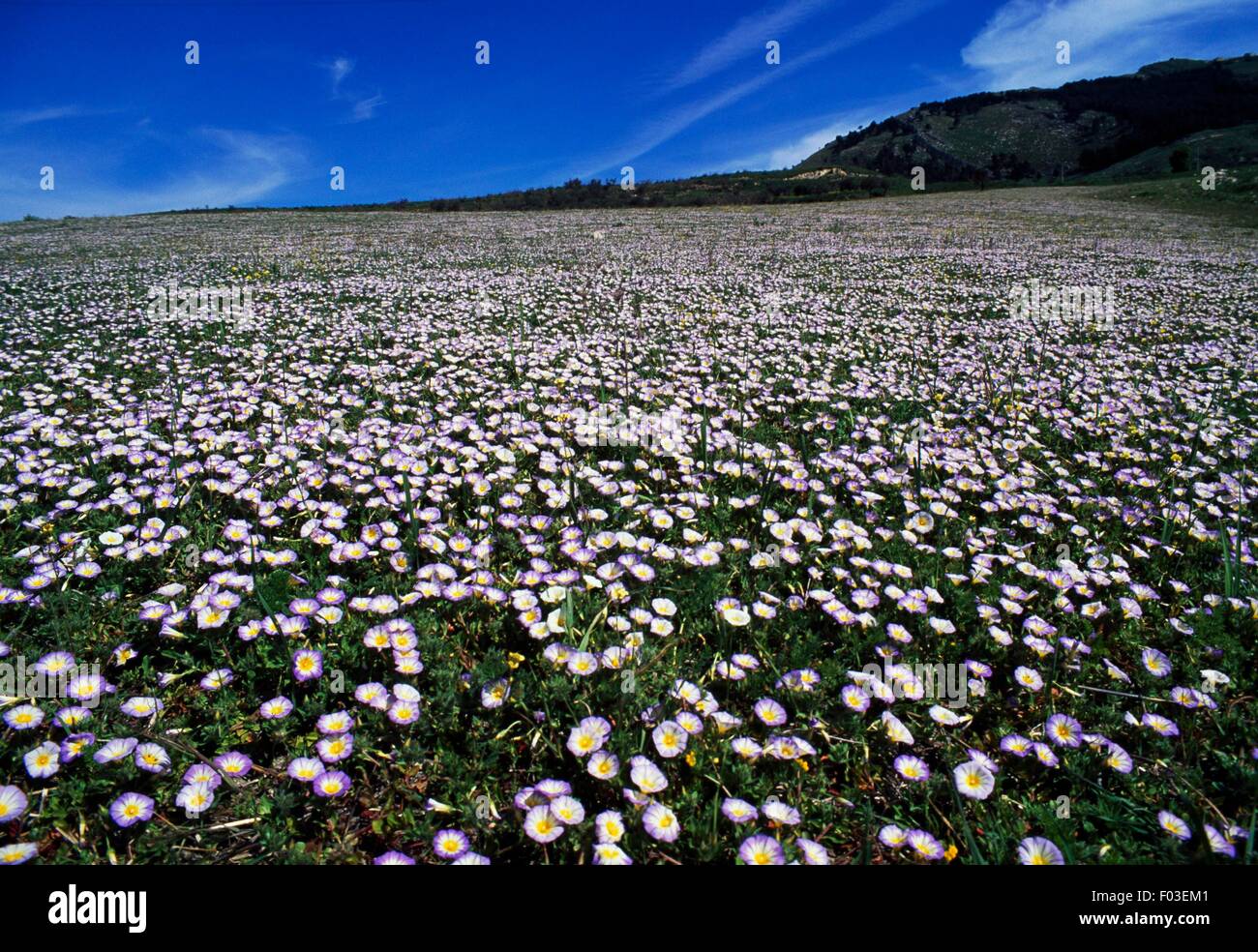 Blooming bindweed (Convolvulus sp) in the Sosio River valley, Nature ...
