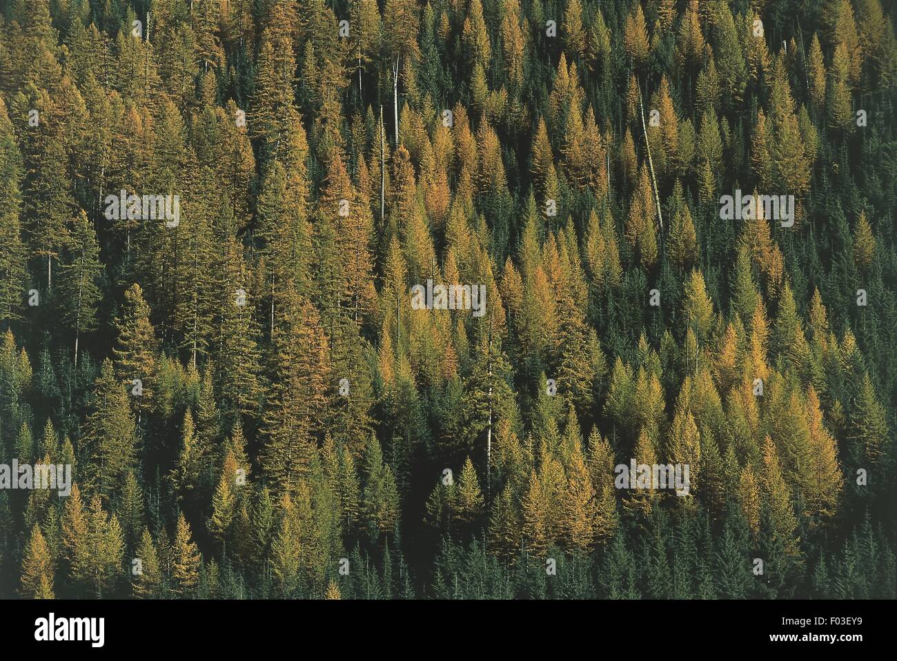 Canada, Alberta, Banff National Park (UNESCO World Heritage List, 1984 ...