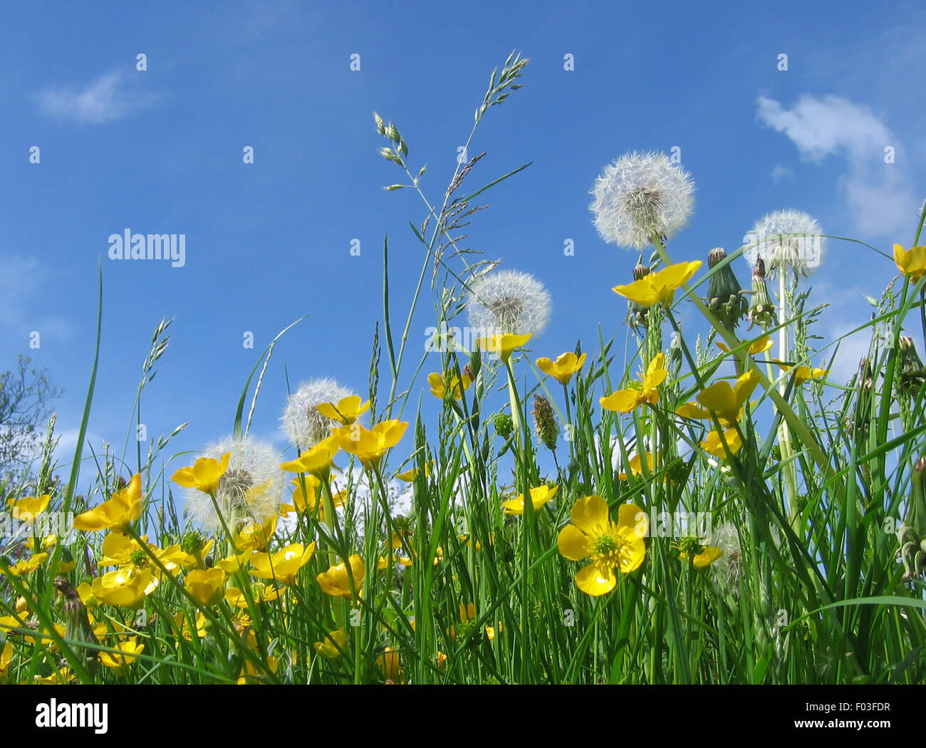 Summertime green meadow countryside scene Stock Photo - Alamy