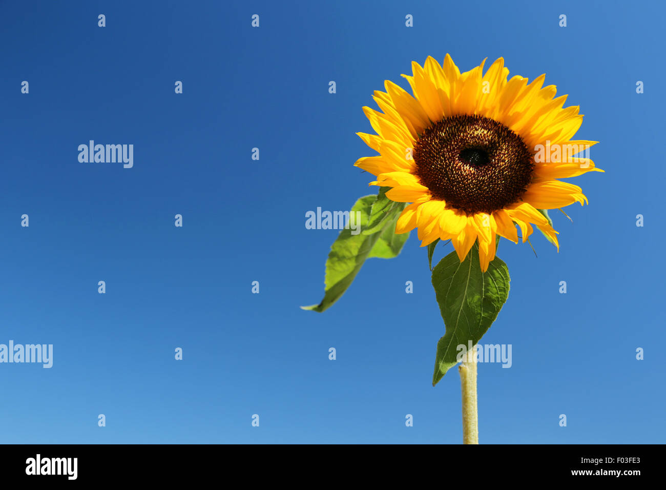 Single Sunflower Painting