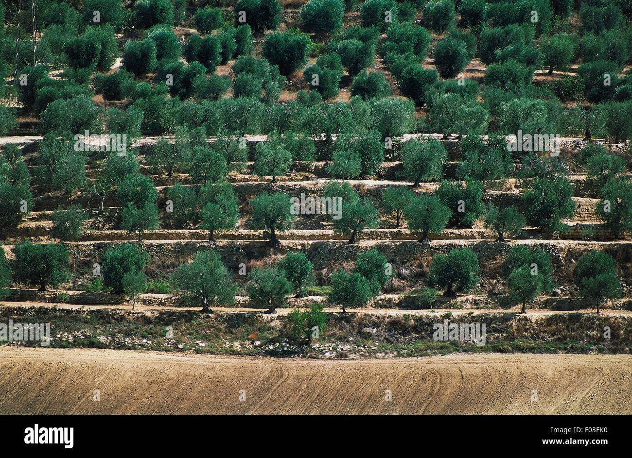Olive grove, Gravina in Apulia, The Murgia, Apulia, Italy Stock Photo ...