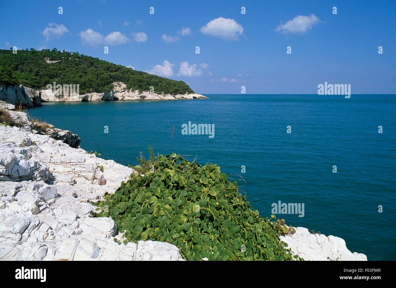 Head of Gargano, promontory near Vieste, Gargano National Park, Puglia ...