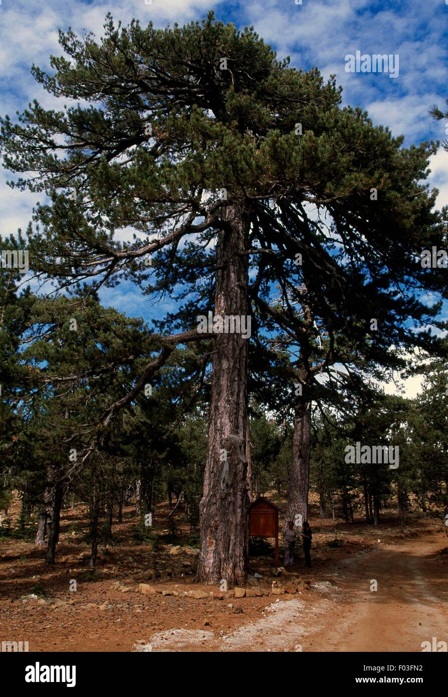 Troodos national forest park cyprus hi-res stock photography and images ...