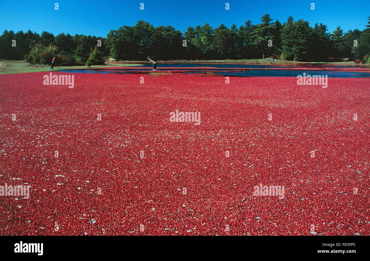 Carver cranberry hi-res stock photography and images - Alamy