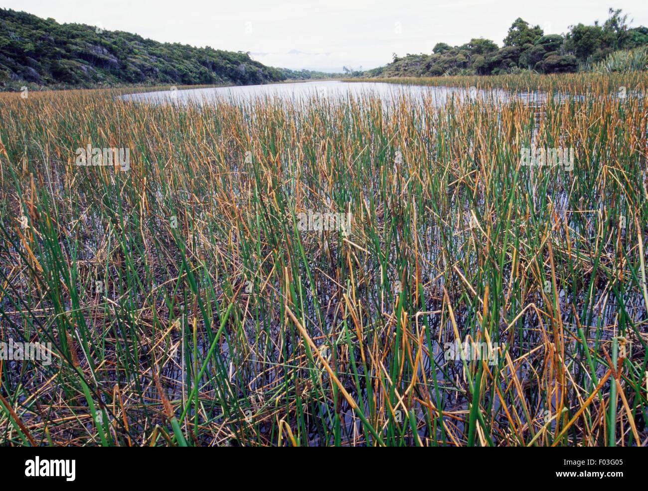 Reeds, Mataketake lake, Haast, West Coast, South Island, New Zealand ...