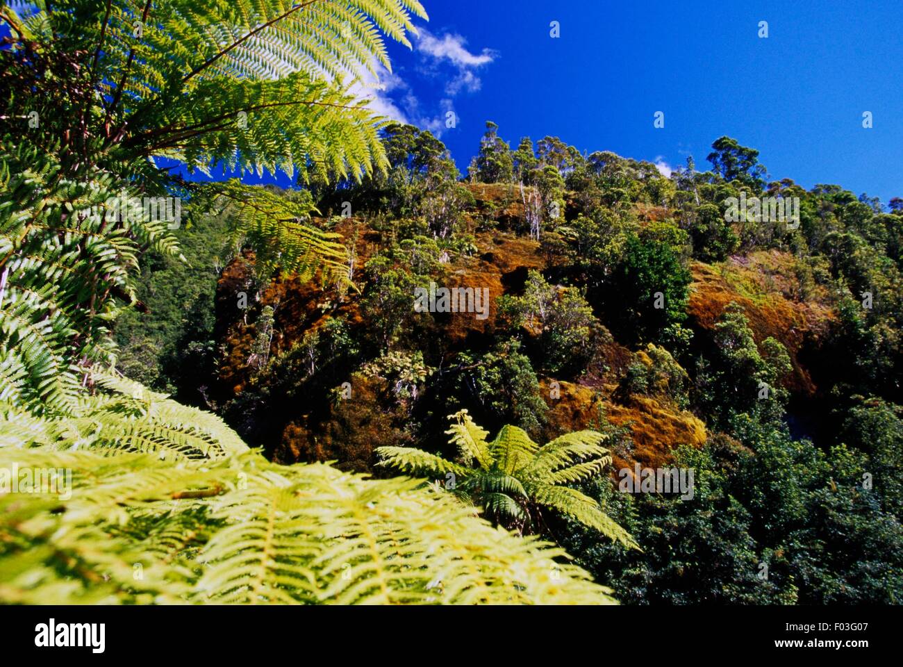 Vegetation, Westland Tai Poutini National Park, Te Wahipounamu (UNESCO ...