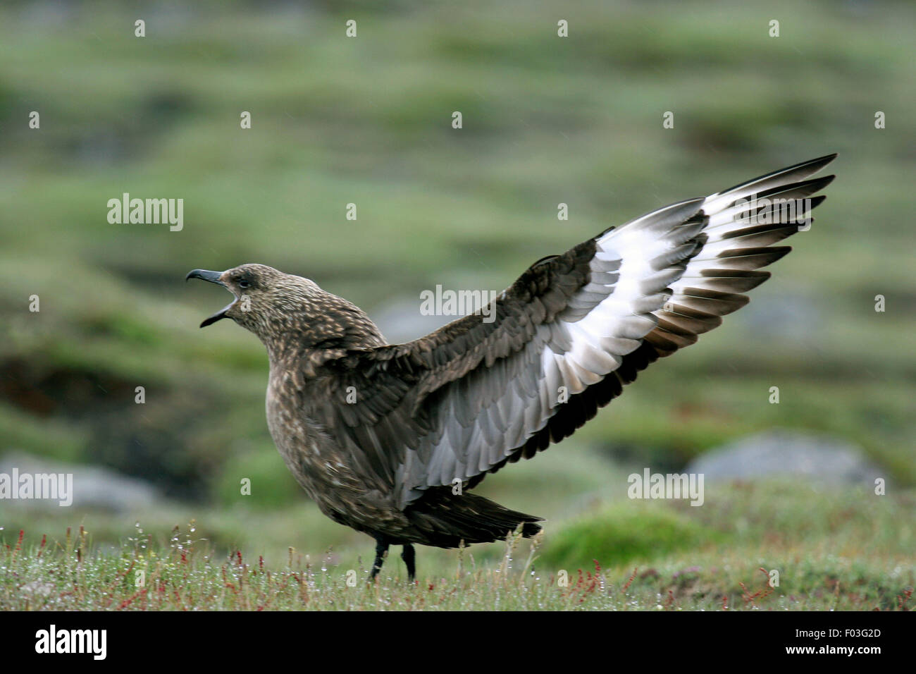 Great skua (Stercorarius skua) calling and stretching wings Stock Photo ...
