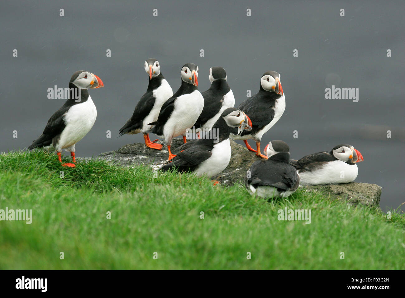 Atlantic Puffins (Fratercula arctica) in breeding colony on top of sea ...
