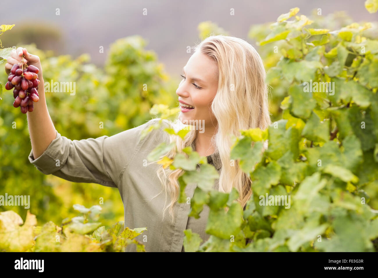 Smiling blonde winegrower holding a red grape Stock Photo - Alamy