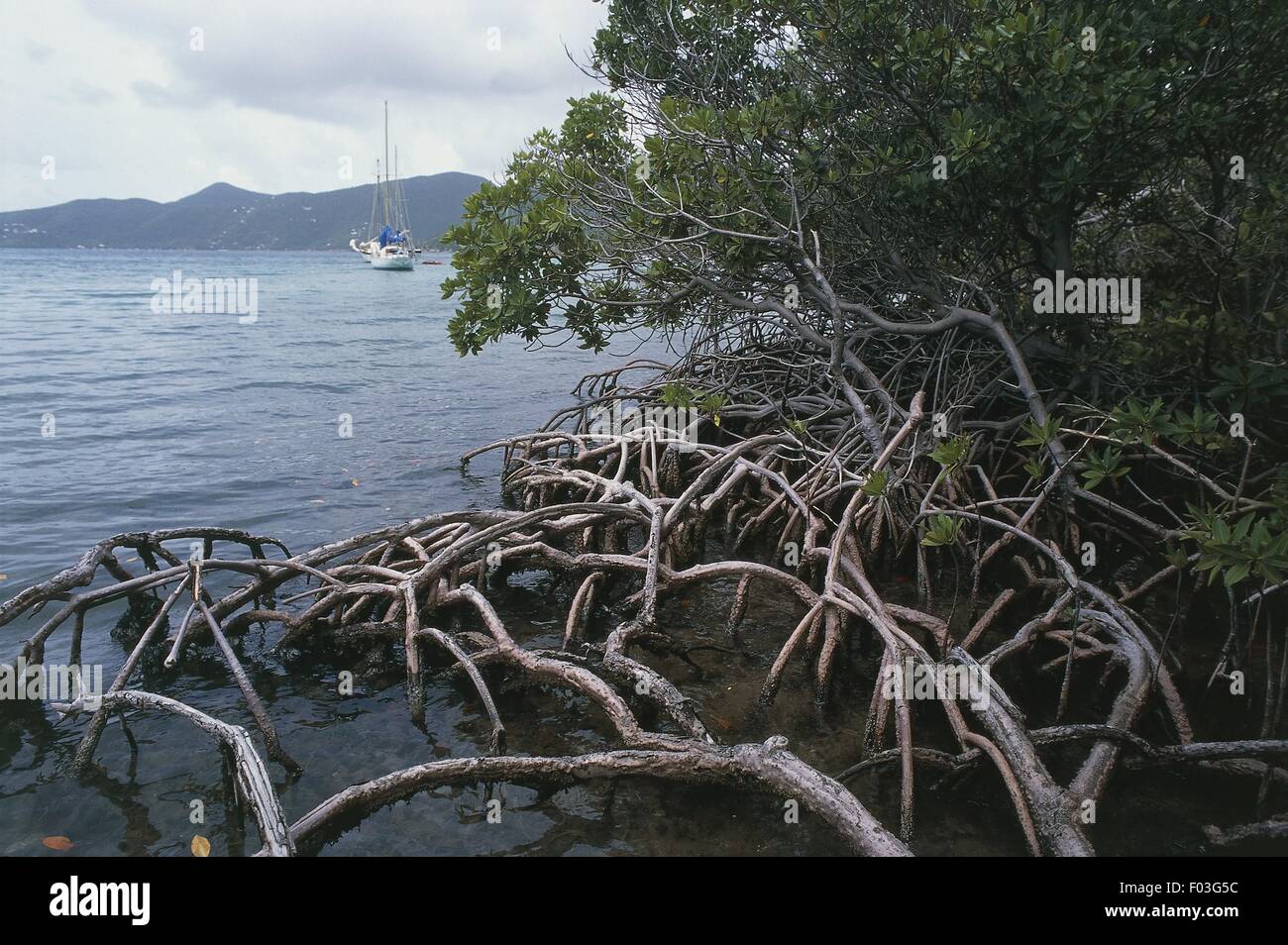 United States Virgin Islands, Saint John Island, Virgin Islands ...