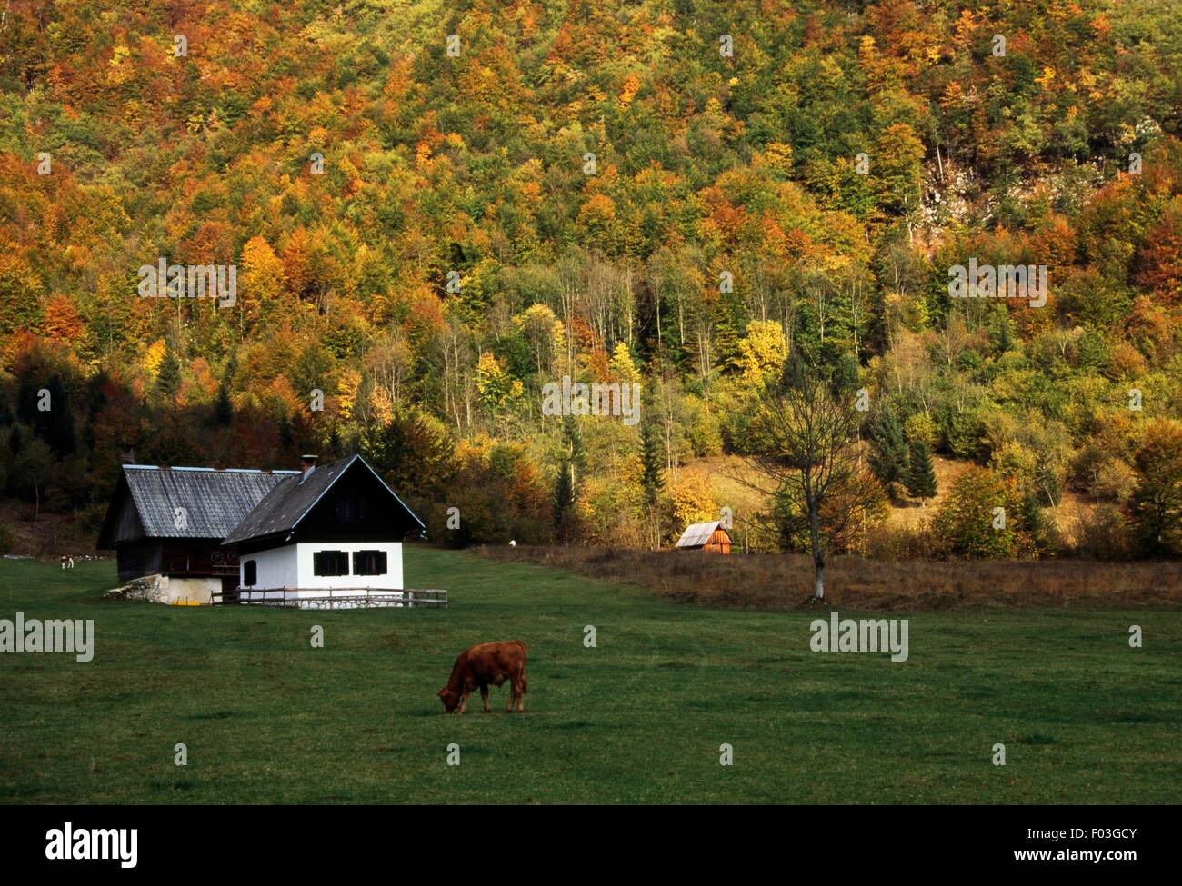 Voje Valley, Triglav National Park (Triglavski Narodni Park), Slovenia ...