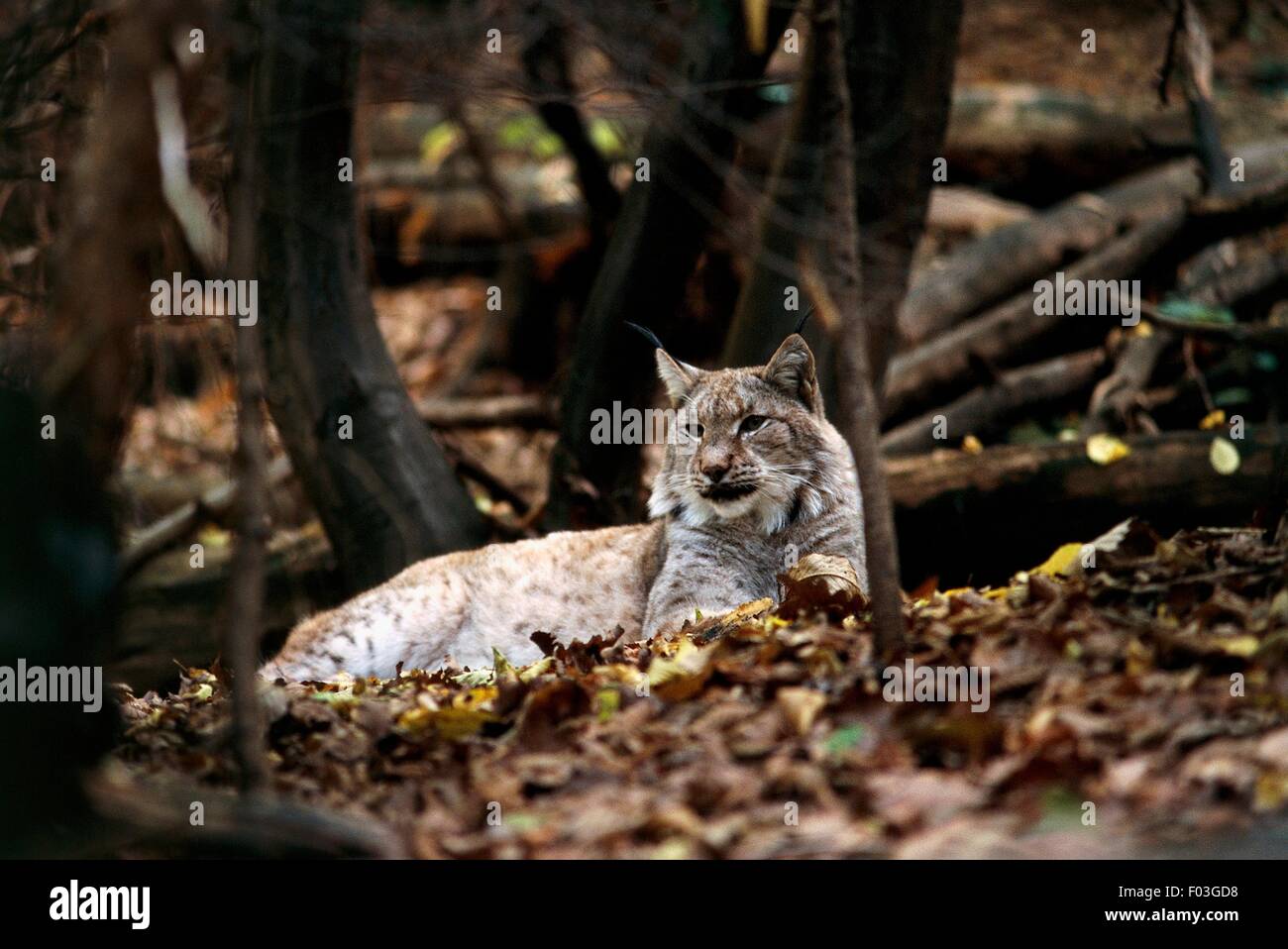Eurasian Lynx (Lynx lynx), Pokljuka Forest, Triglav National Park ...