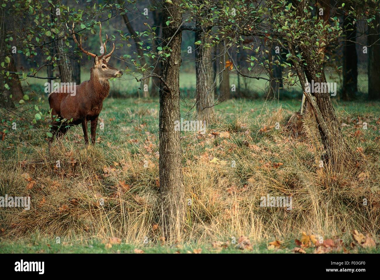 Red Deer (Cervus elaphus), Belluno Dolomites National Park (UNESCO ...