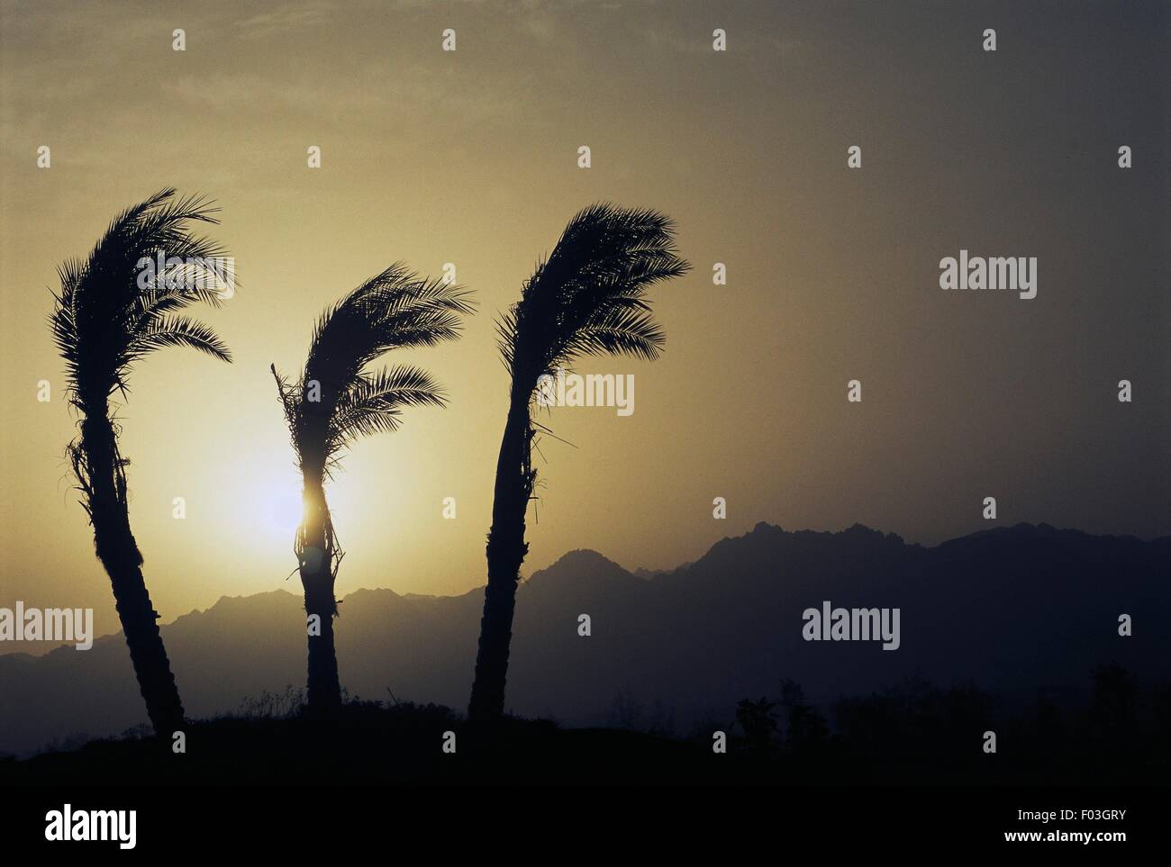 Palm trees back lit against the Sinai desert, Egypt Stock Photo - Alamy