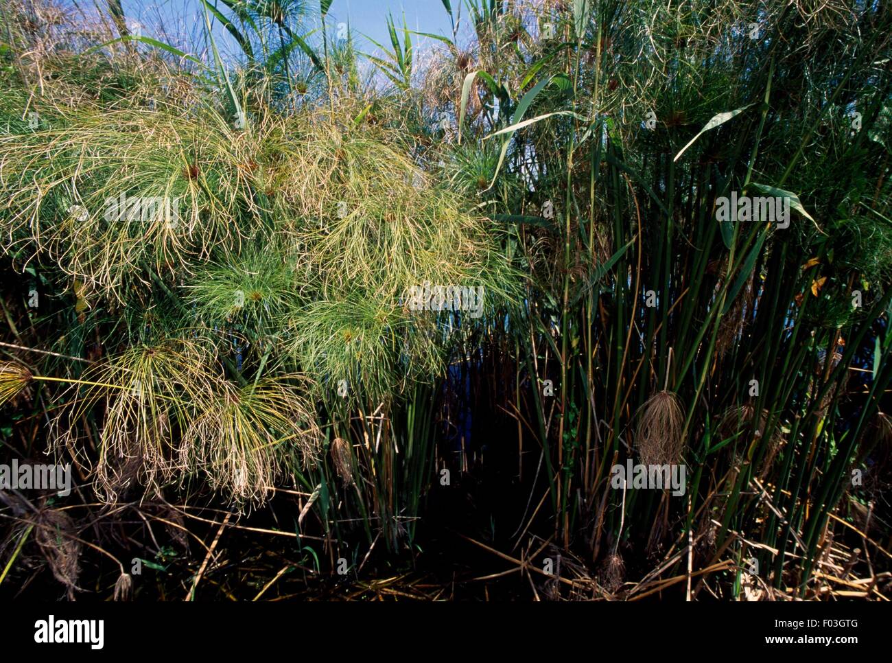Papyrus sedge (Cyperus papyrus), Nature Reserve Coane River and Saline ...