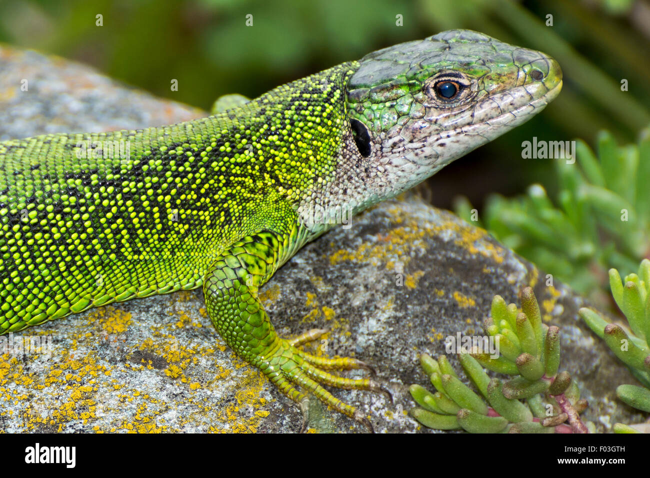 Alps, western green lizard , Lacerta bilineata Stock Photo - Alamy