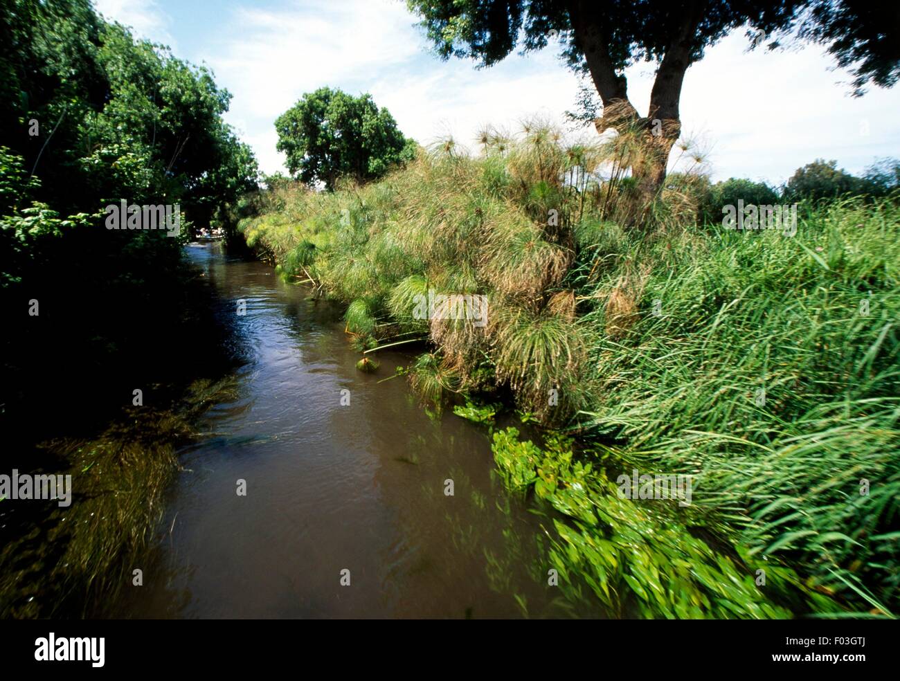 Papyrus sedge (Cyperus papyrus), Nature Reserve Coane River and Saline ...