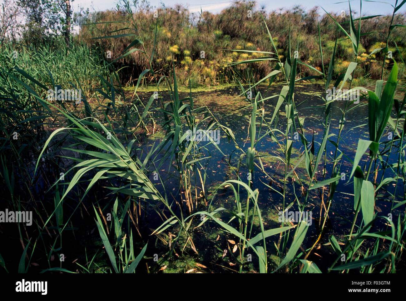 River outdoors papyrus hi-res stock photography and images - Alamy