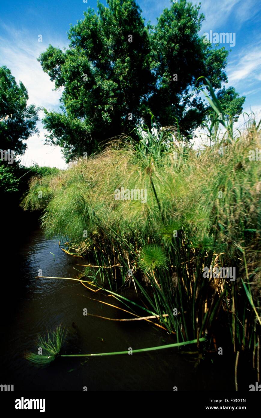 Papyrus sedge (Cyperus papyrus), Nature Reserve Coane River and Saline ...