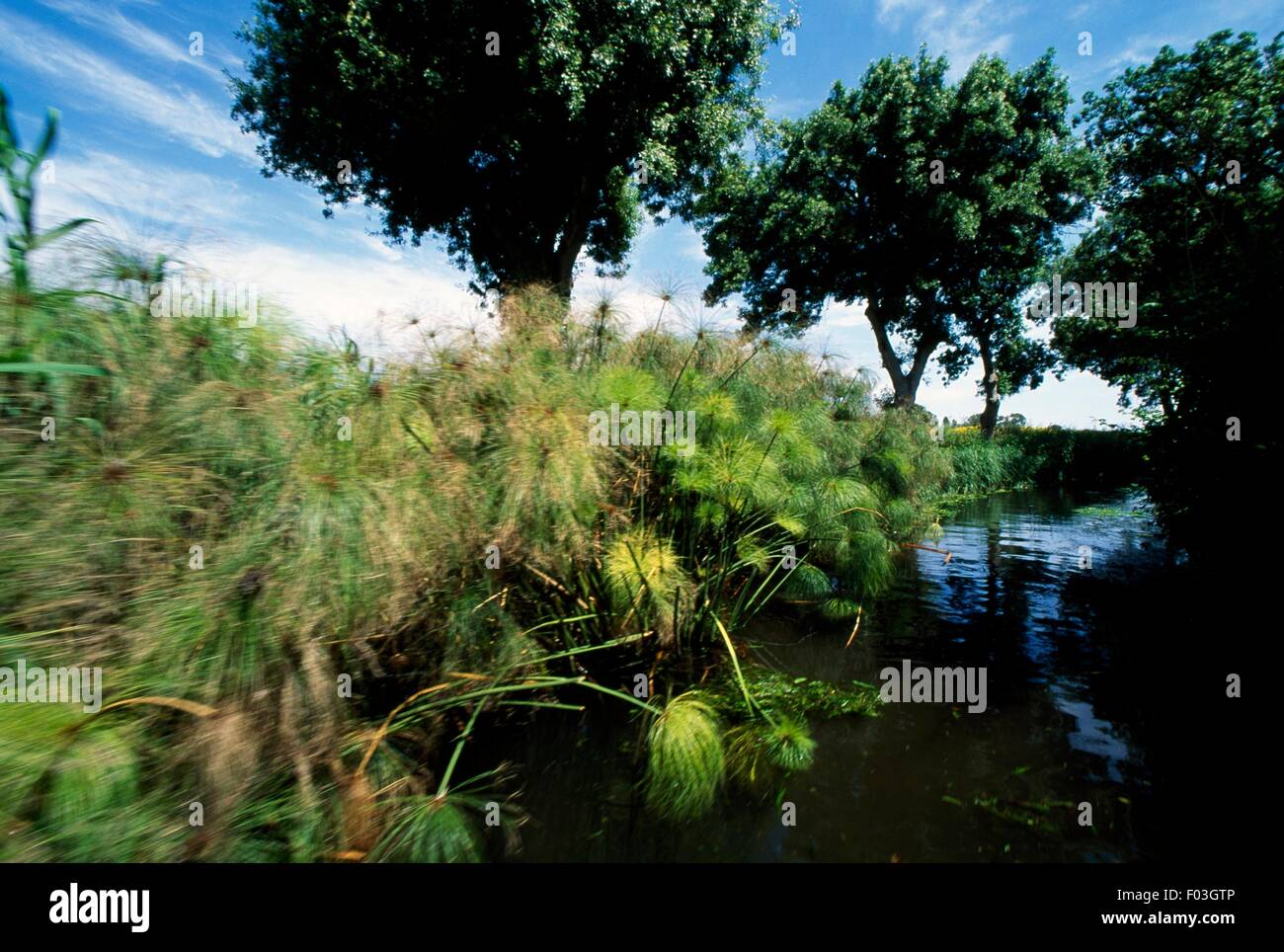 Papyrus sedge (Cyperus papyrus), Nature Reserve Coane River and Saline ...