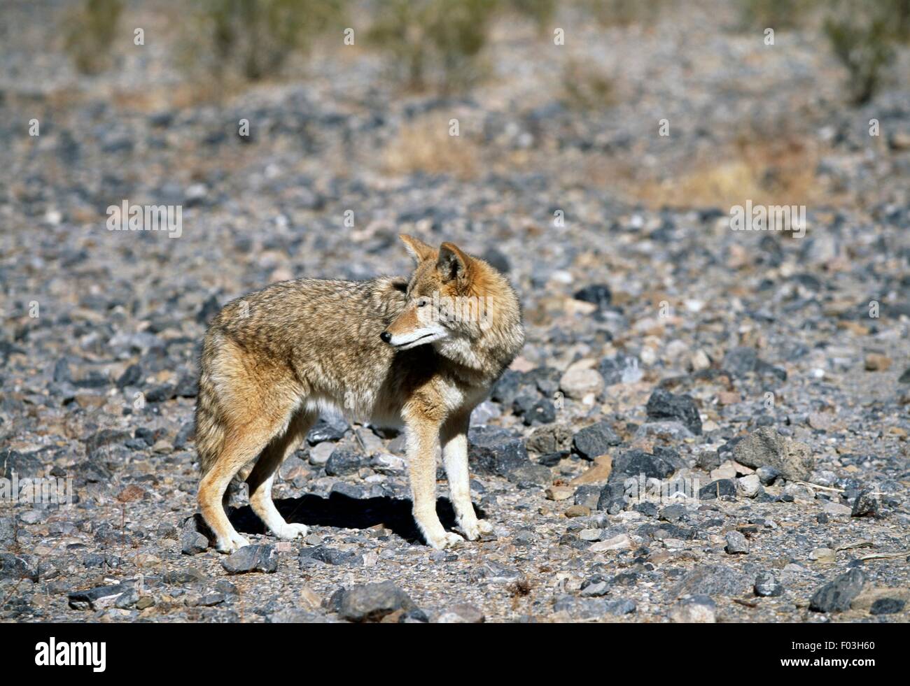 Coyote (Canis latrans), Death Valley, Death Valley National Park ...