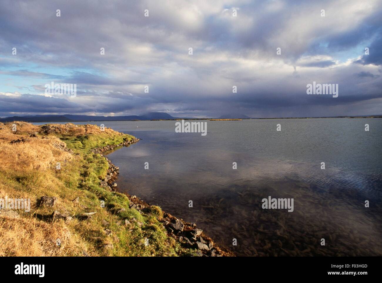 Cloud of midges hi-res stock photography and images - Alamy
