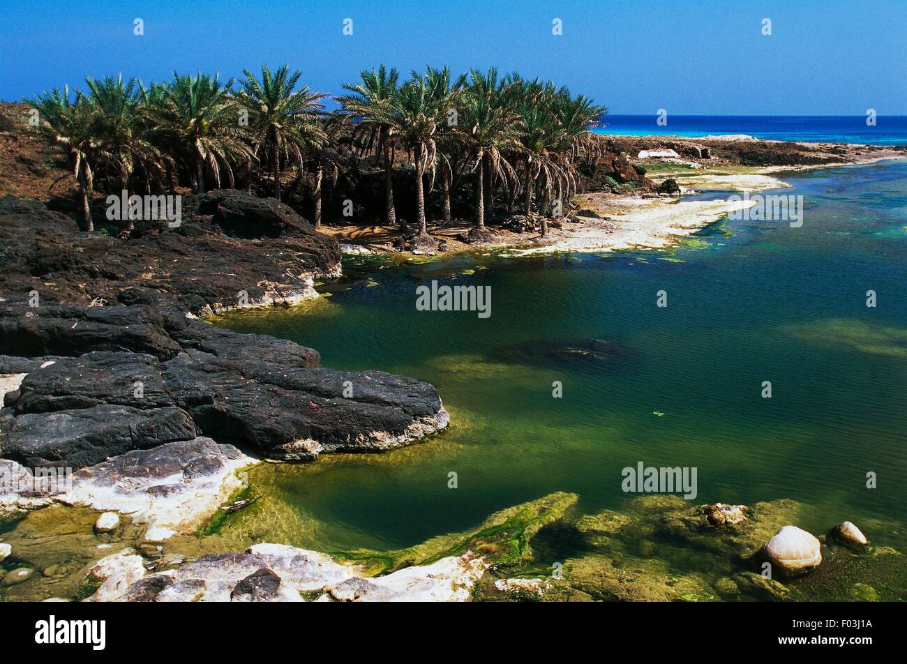 Palm trees along the Arabian Sea coastline, near Hadibu, Socotra Island ...