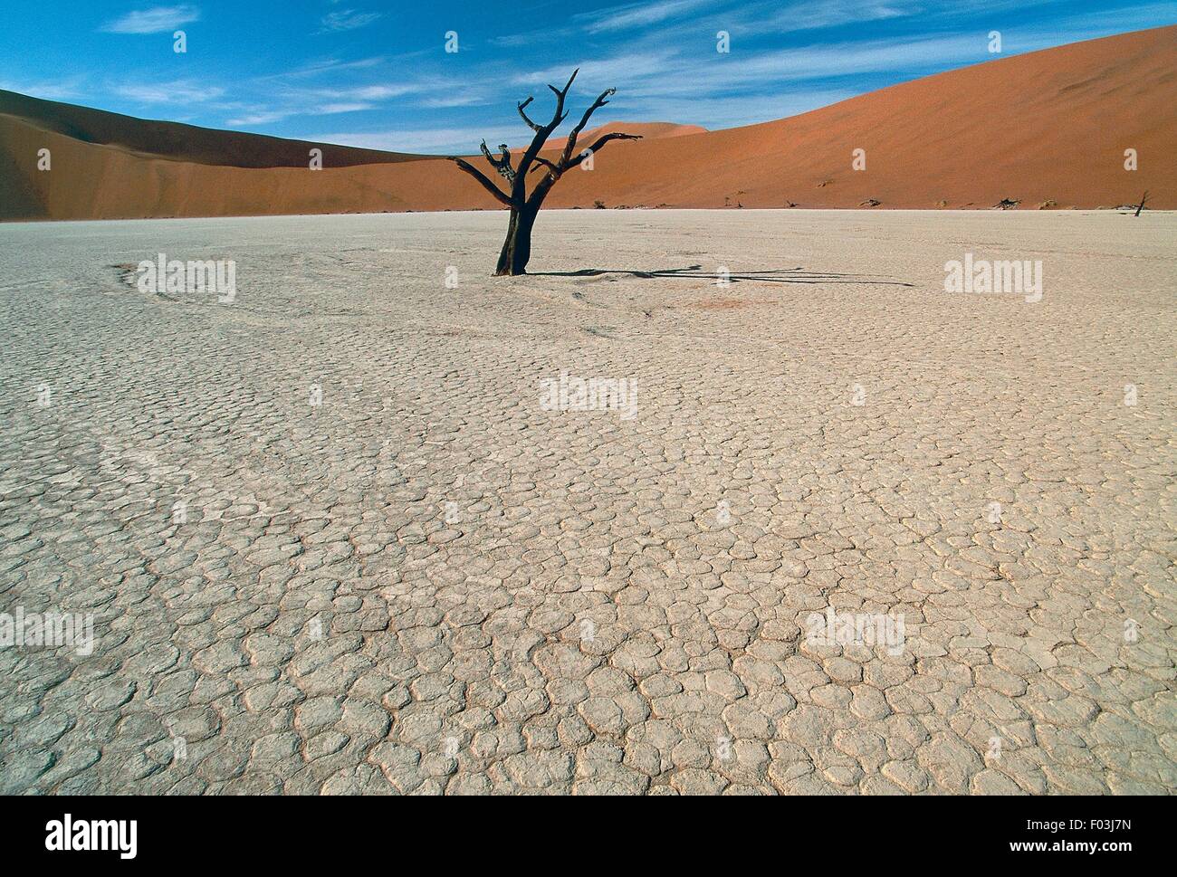 Trunk of an Acacia tree in the dry lake known as Dead Vlei, Sossusvlei ...