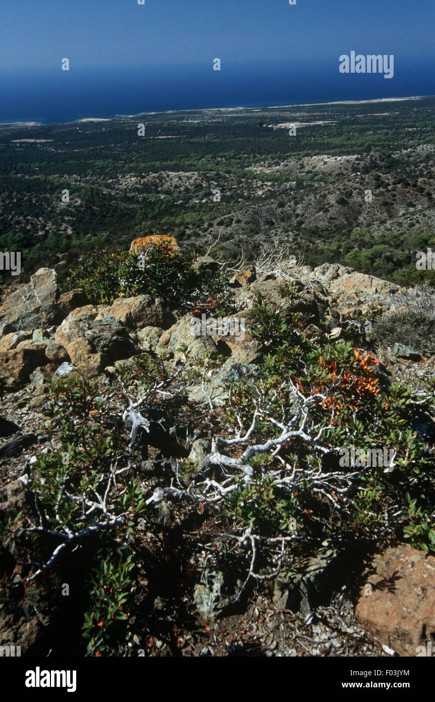 Cyprus, Akamas Peninsula, vegetation along west side of coast Stock ...