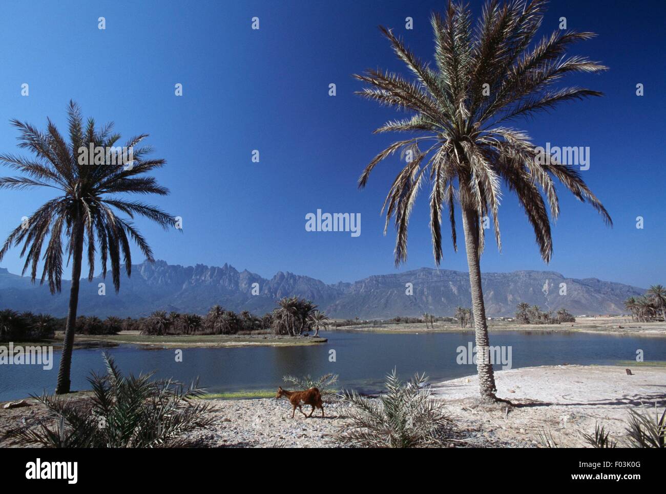 Date palms and lagoon near Hadibu, Socotra Island, Yemen Stock Photo ...