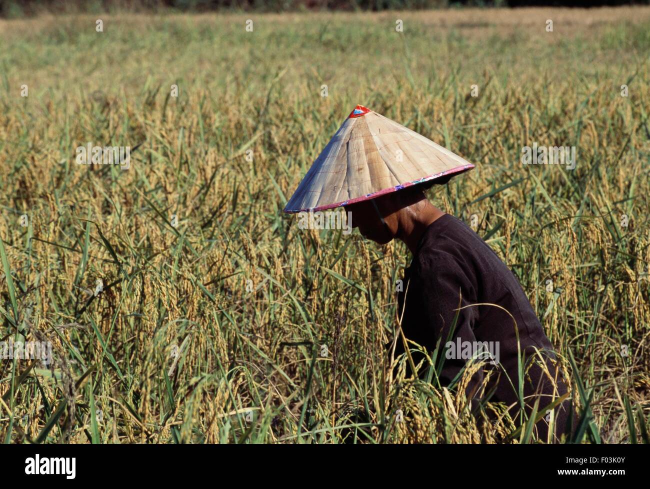 Farmer harvesting rice, near Vientiane (Viangchan), Laos Stock Photo ...