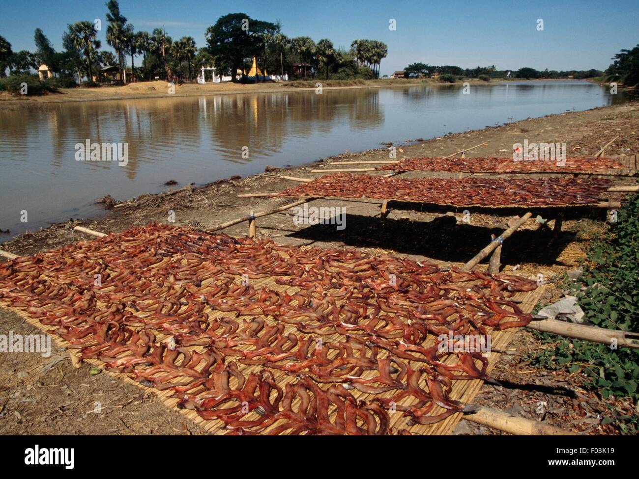 Drying fish, Myanmar (Burma Stock Photo - Alamy