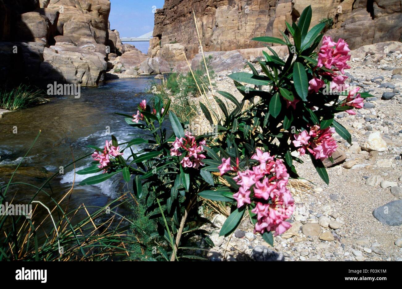 Canyon in Wadi Al Mujib, Mujib Biosphere Reserve, Jordan Stock Photo ...