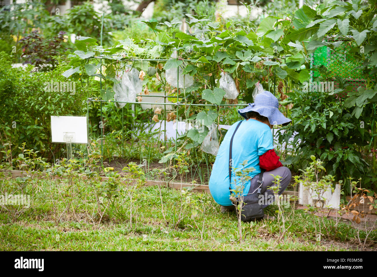 Woman pruning plants in her garden hi-res stock photography and images ...