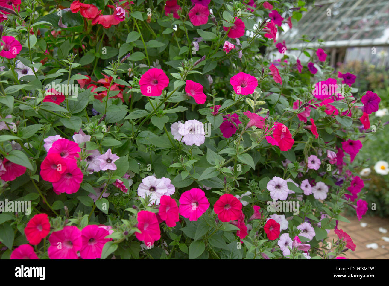 Red and Mauve Petunias in container July Norfolk Stock Photo - Alamy