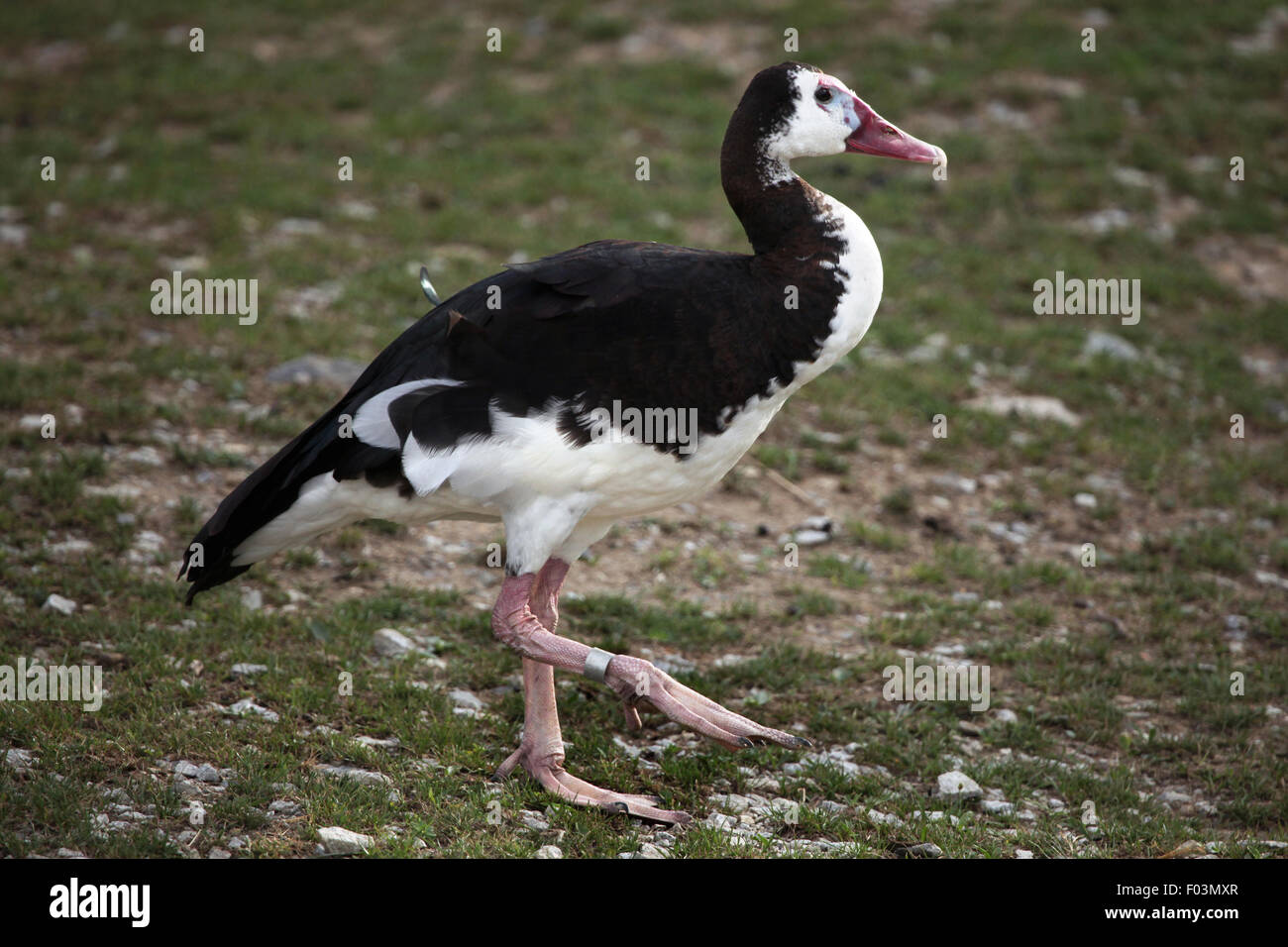 Spur-winged goose (Plectropterus gambensis) at Jihlava Zoo in Jihlava ...