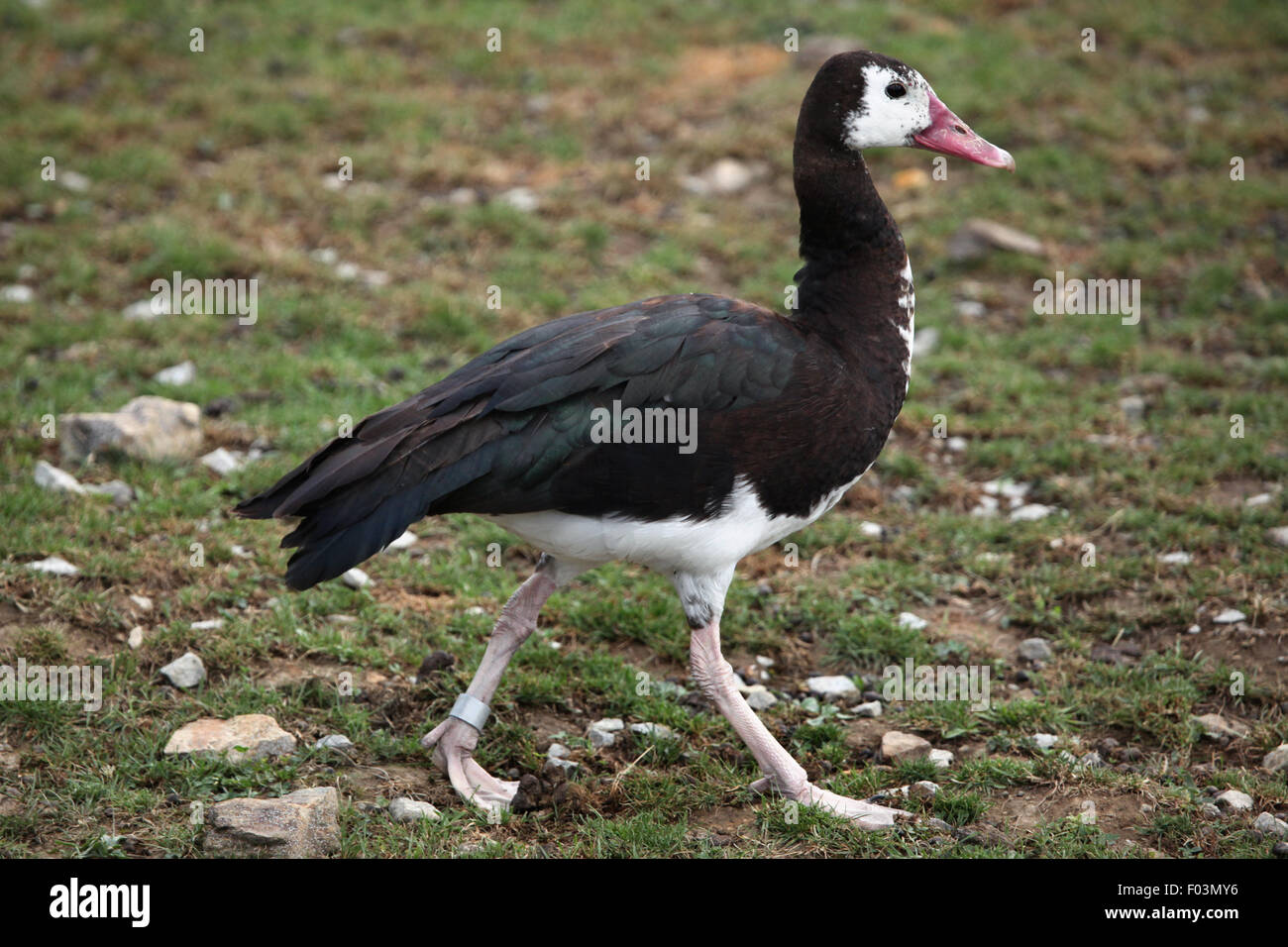Spur-winged goose (Plectropterus gambensis) at Jihlava Zoo in Jihlava ...